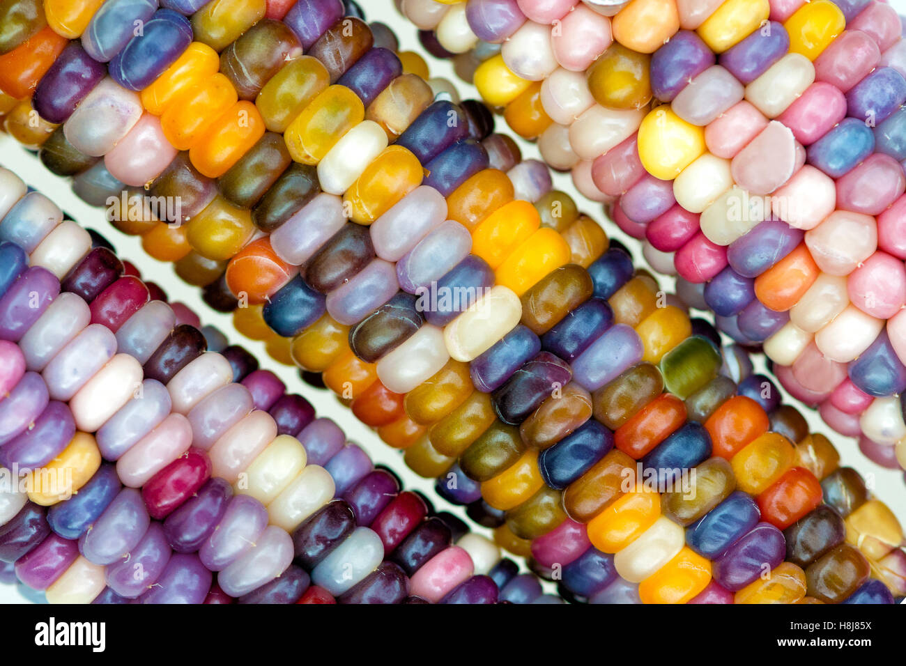 Rainbow gem corn hi-res stock photography and images - Alamy