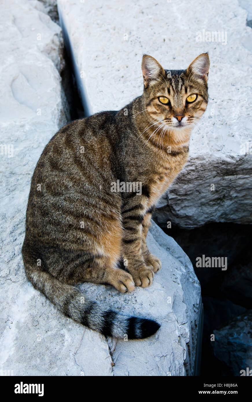 Cat sitting on Rocks Stock Photo - Alamy