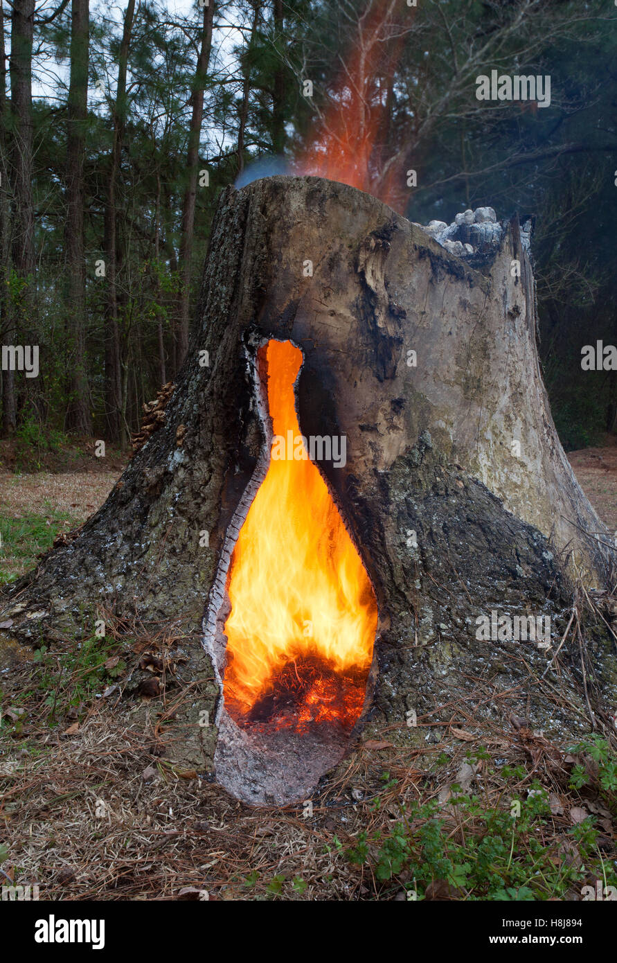 Hollow pine tree stump that is on fire Stock Photo - Alamy