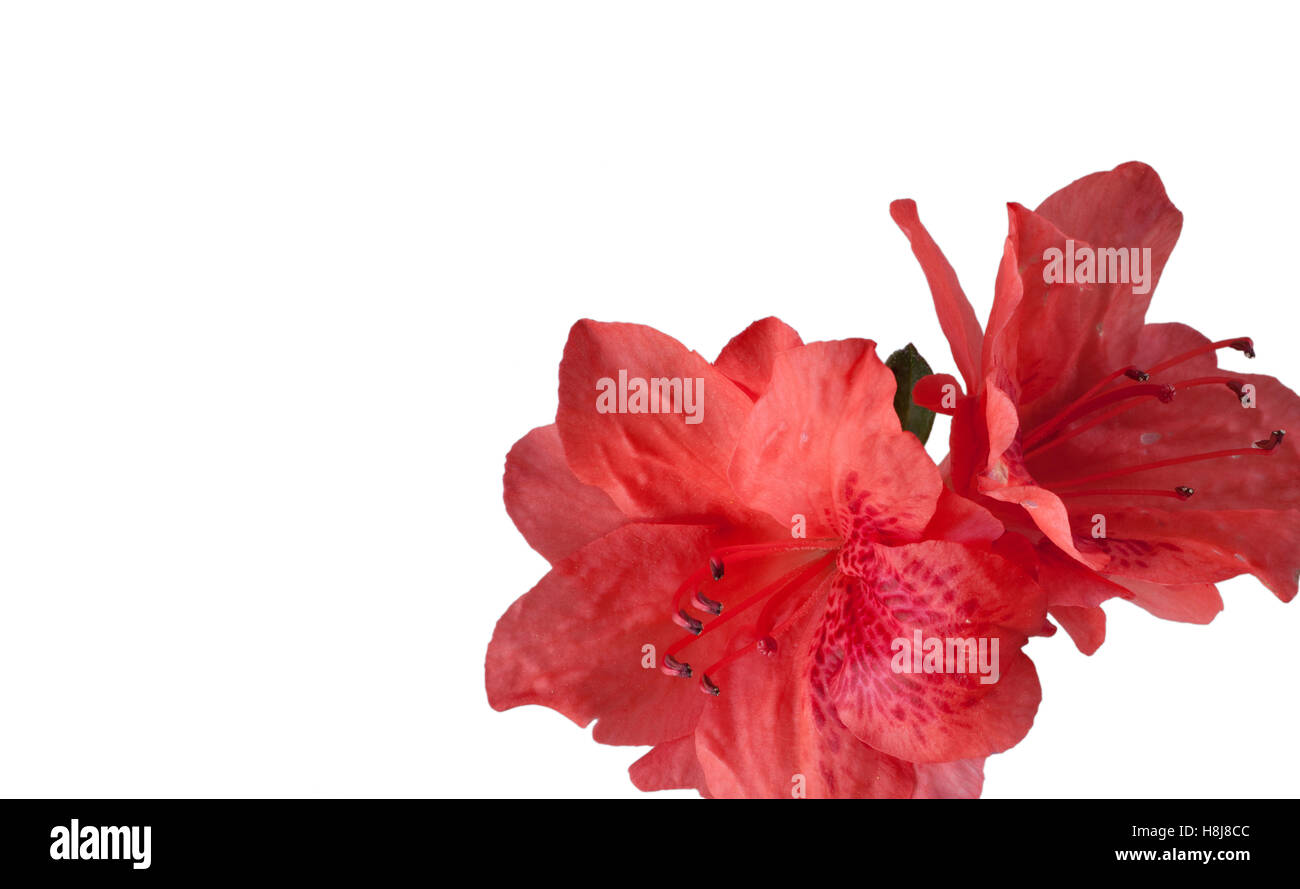 Pink flowers from an azalea bush that are in a corner on white Stock ...