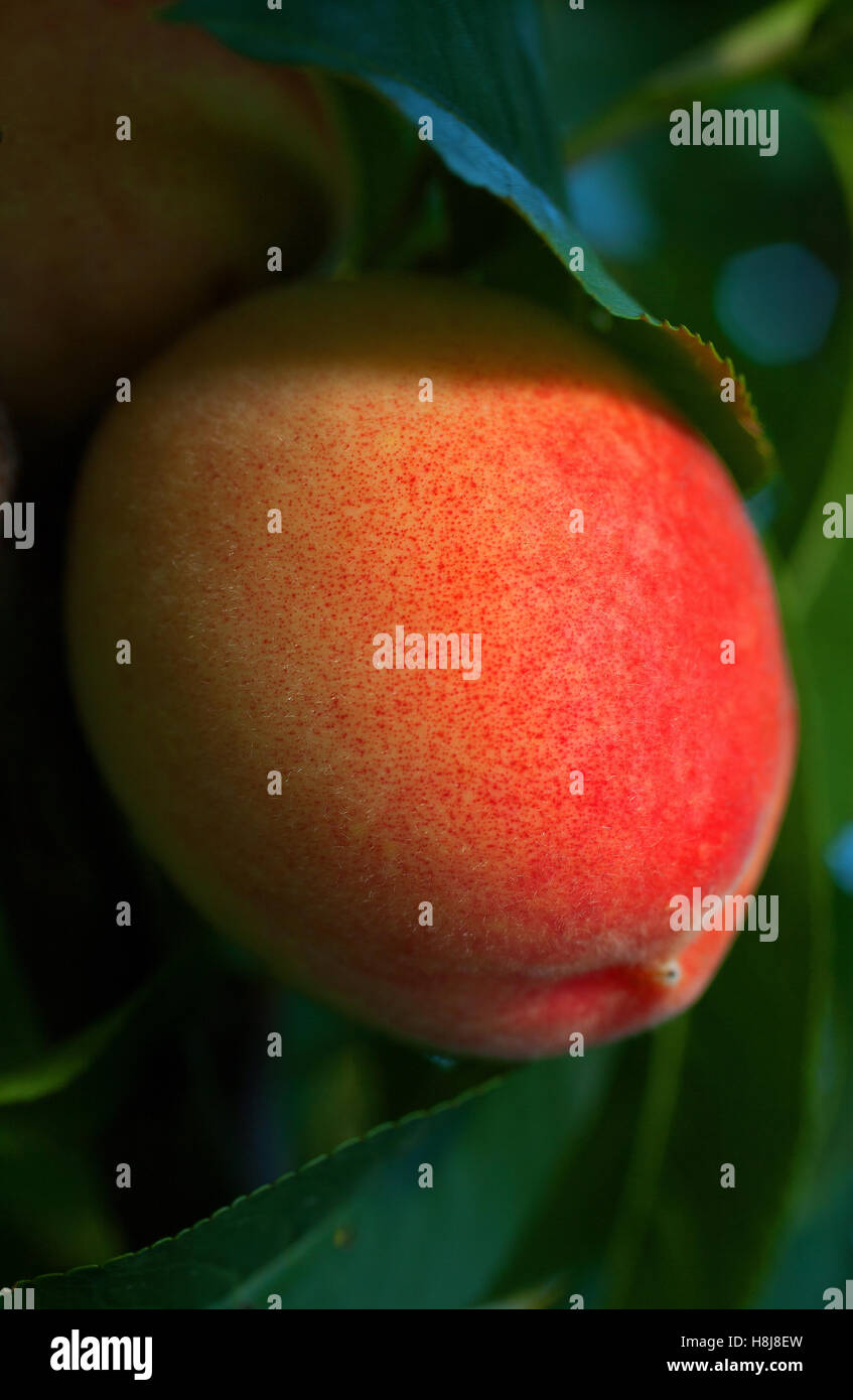 Bright pink peach on the tree that is ready to eat Stock Photo - Alamy