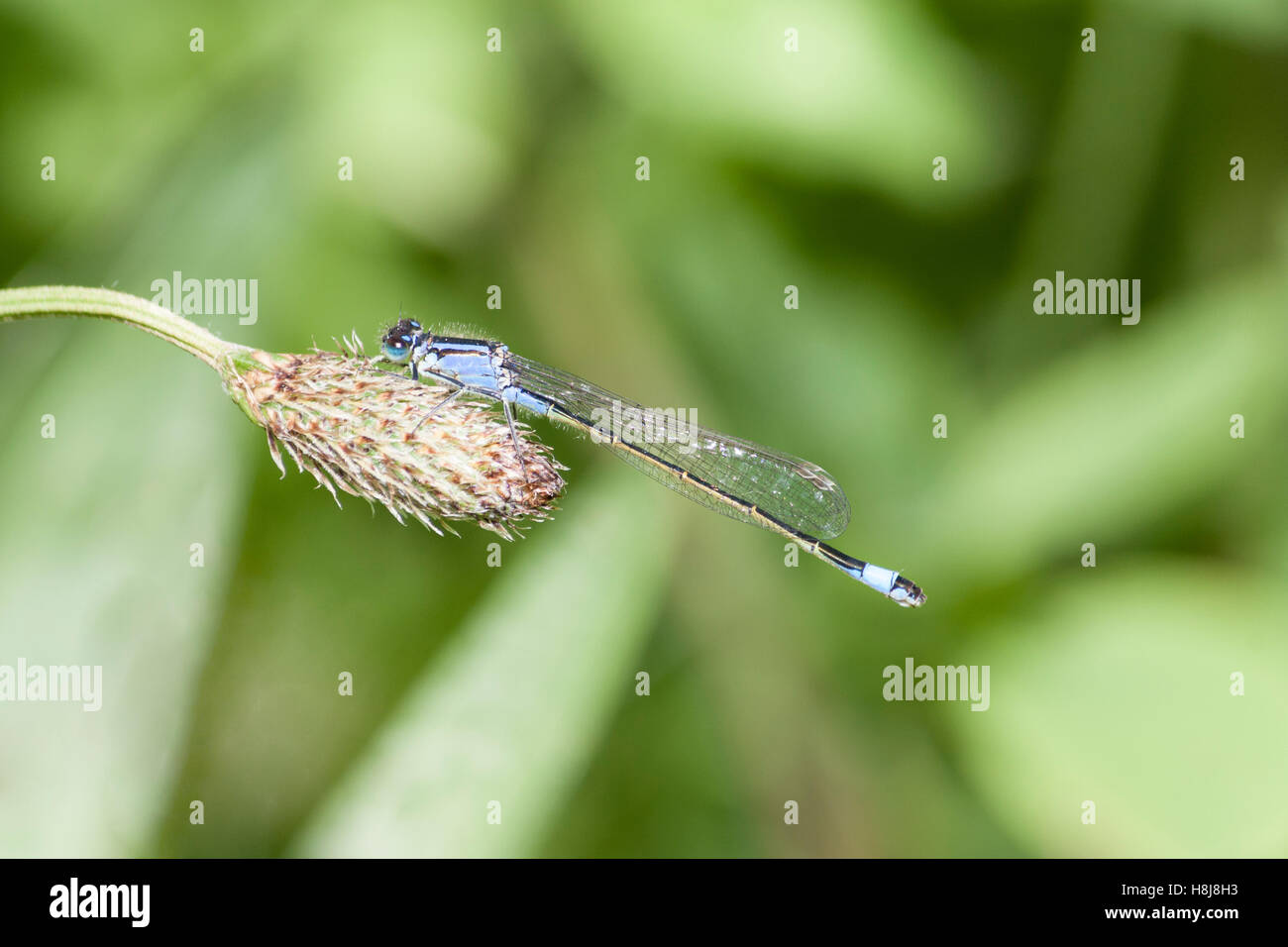 Wildlife, common blue damselfly, aka common bluet, or northern bluet ...