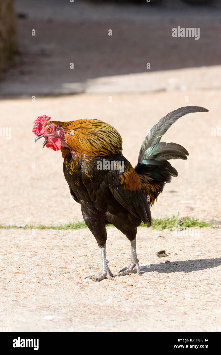 Wildlife, male chicken, cockerel, cock, rooster (gallinaceous bird ...