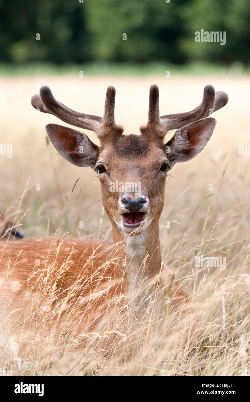 Juvenile buck male fallow deer hi-res stock photography and images - Alamy
