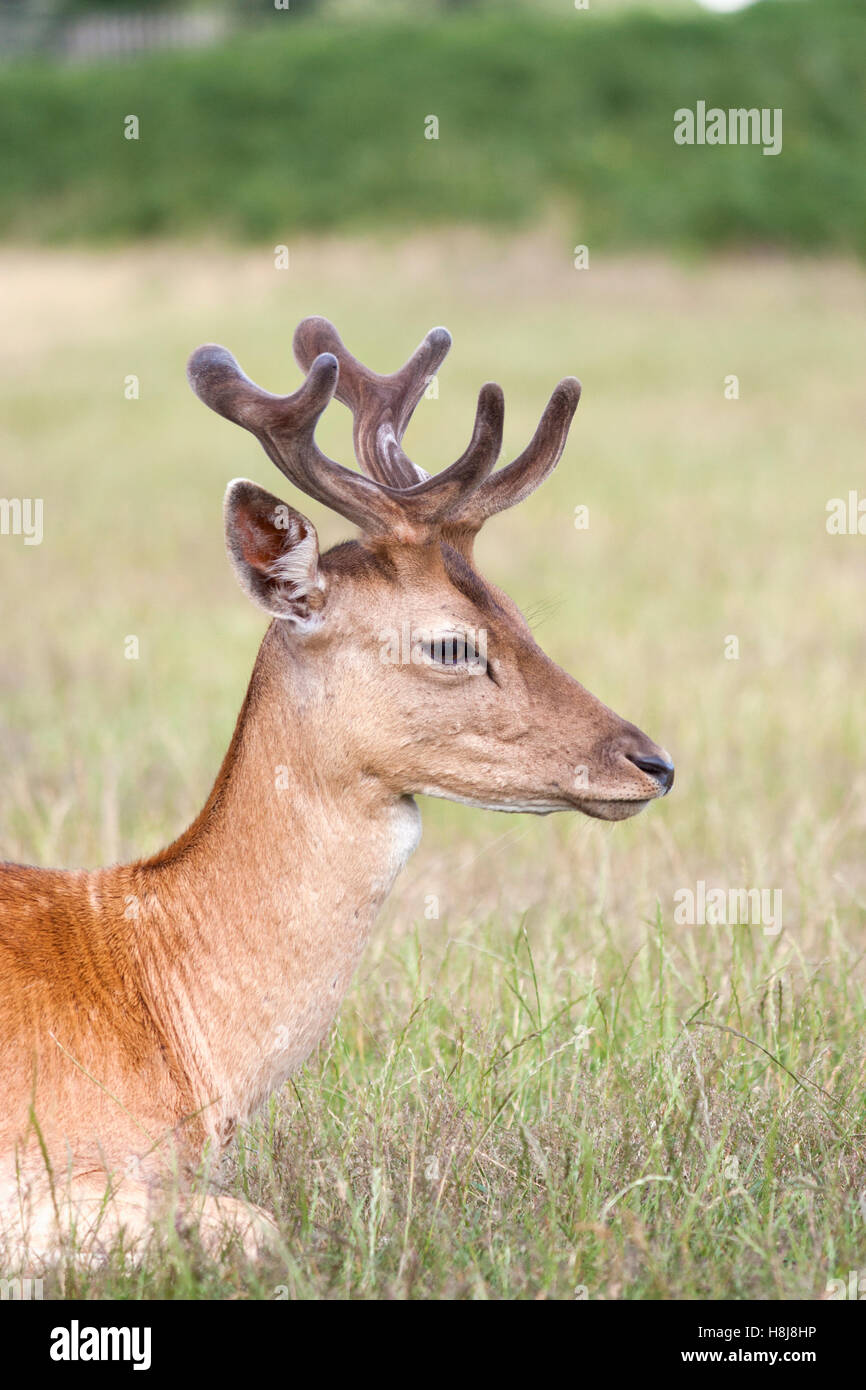 Wildlife, fallow deer (Dama dama Stock Photo - Alamy