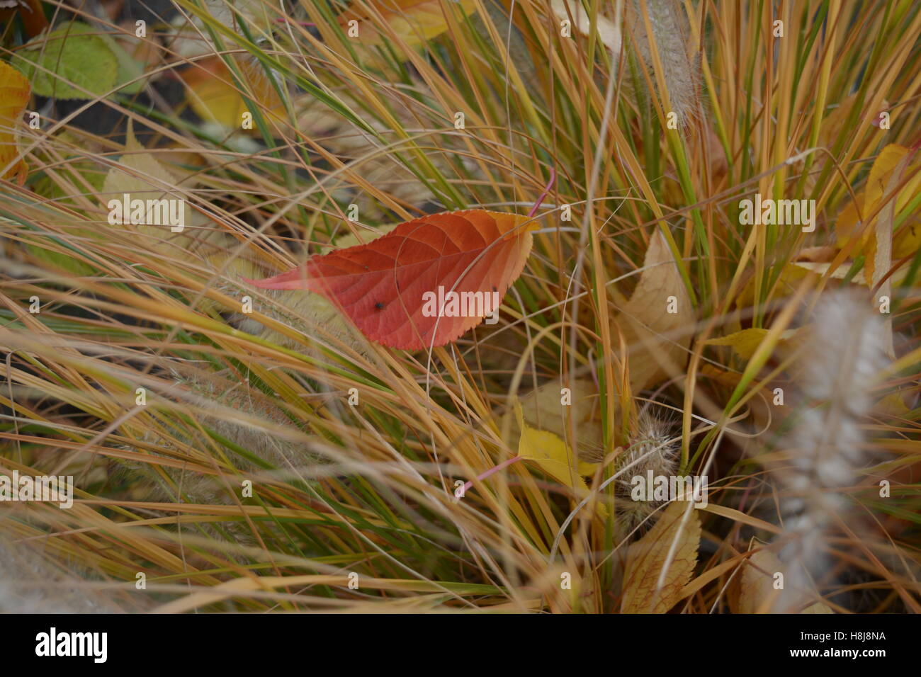 red leave in autumn time Stock Photo - Alamy