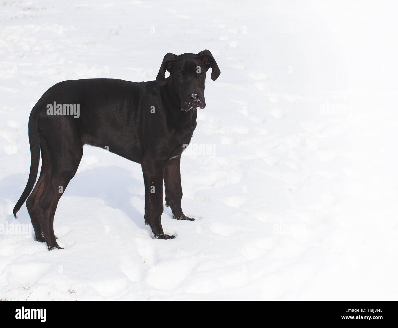 Black great dane that is all alone in the snow Stock Photo - Alamy
