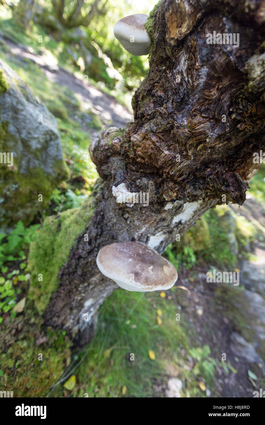 Fungus in tree near Feigumfossen Waterfall, Feigum, Norway Stock Photo ...
