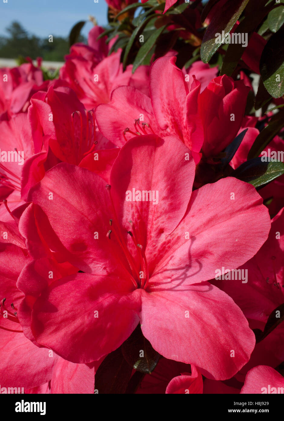 Red azalea bush that has a lot of flowers Stock Photo - Alamy
