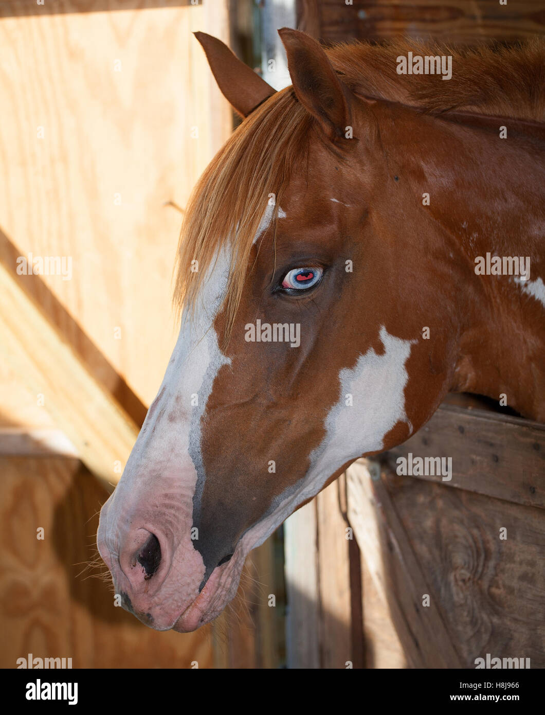 Brown and white horse with red eyes in its barn stall Stock Photo - Alamy