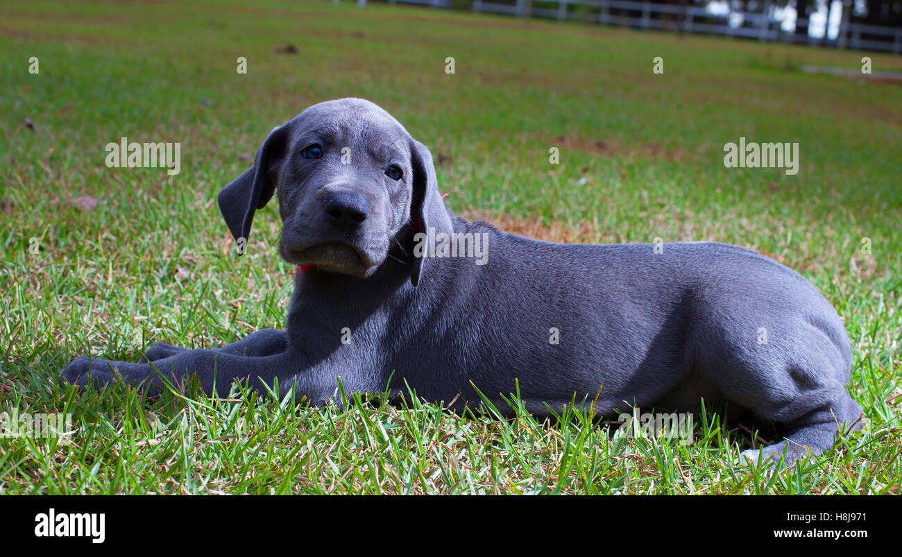 Grey great Dane puppy that is stretched out on the grass Stock Photo ...