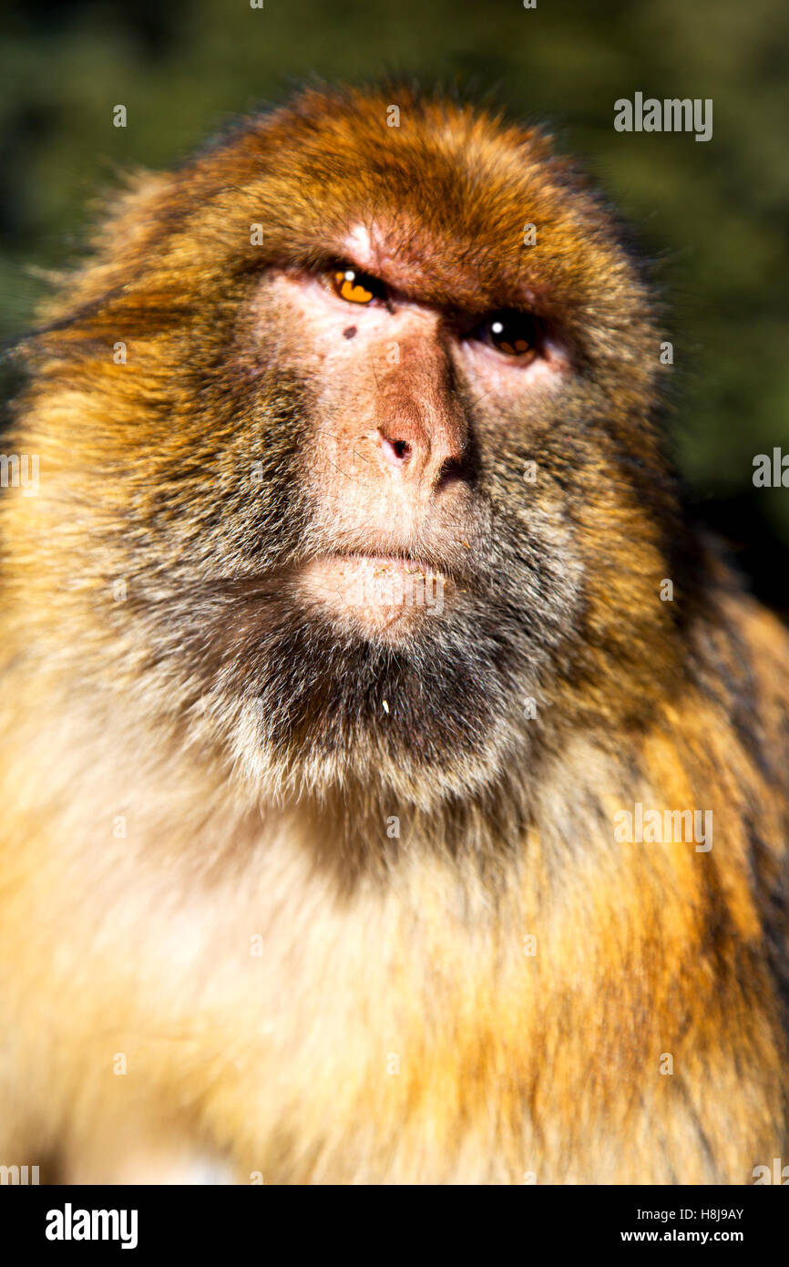 africa in morocco cedar forest the primitive monkey animal wildlife ...