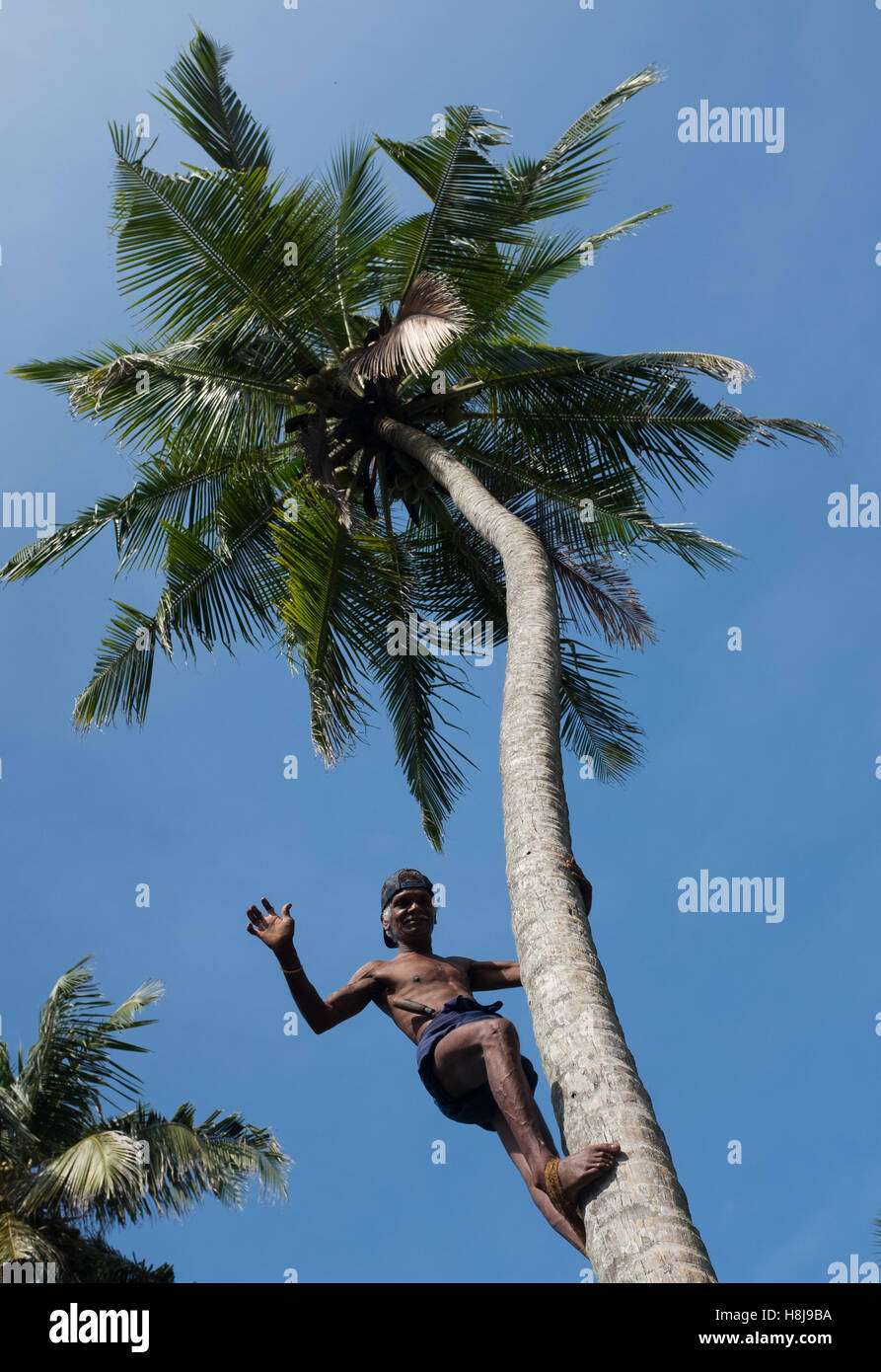 Coconut Climb Tree Sri Lanka Stock Photos & Coconut Climb Tree Sri ...