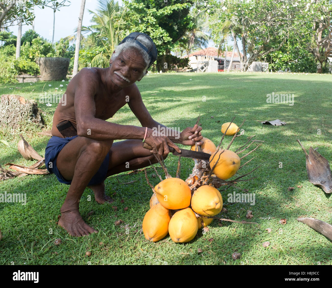 Local man with bunch of of freshly picked coconuts, Sri Lanka Stock ...