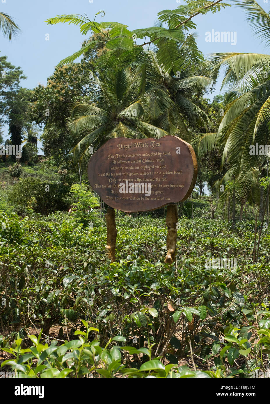 Handunugoda tea estate hi-res stock photography and images - Alamy