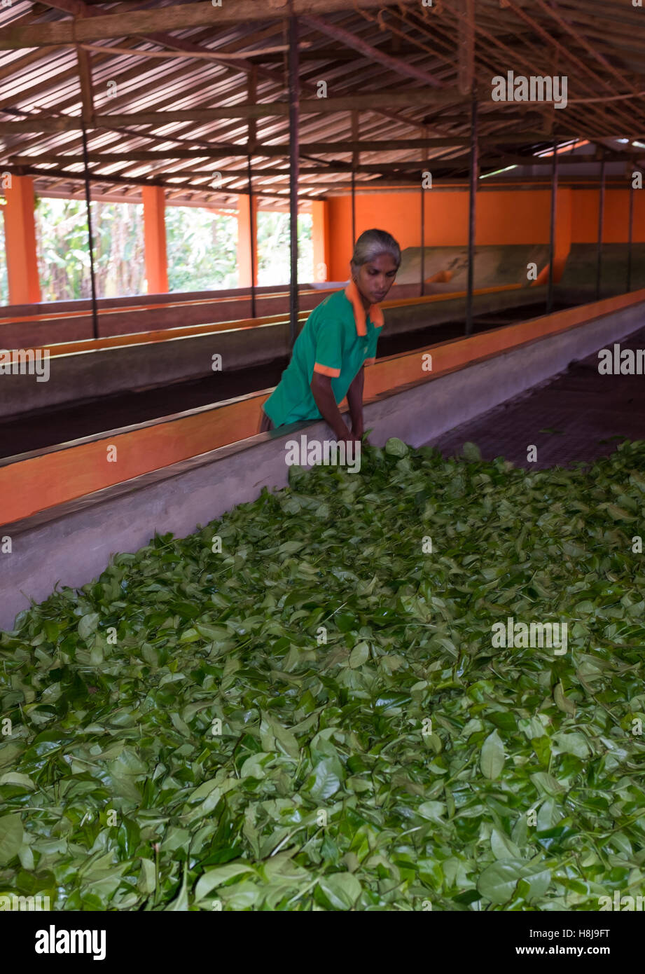 Worker at the Handunugoda Tea Factory, Tittagalla,Ahangama,Sri Lanka ...