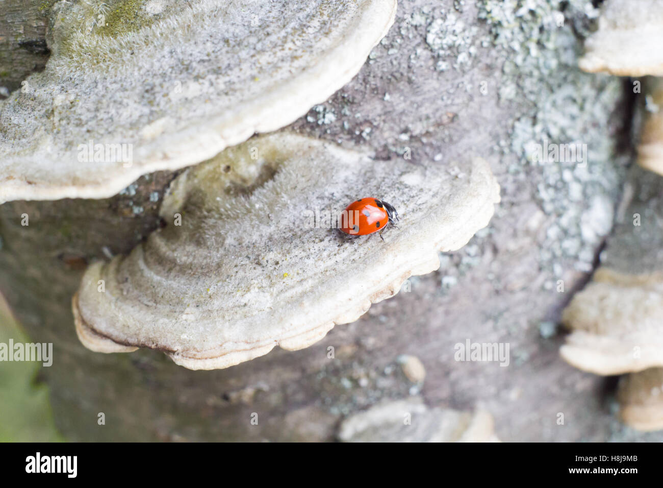 Red ladybug insect on a tree Stock Photo - Alamy