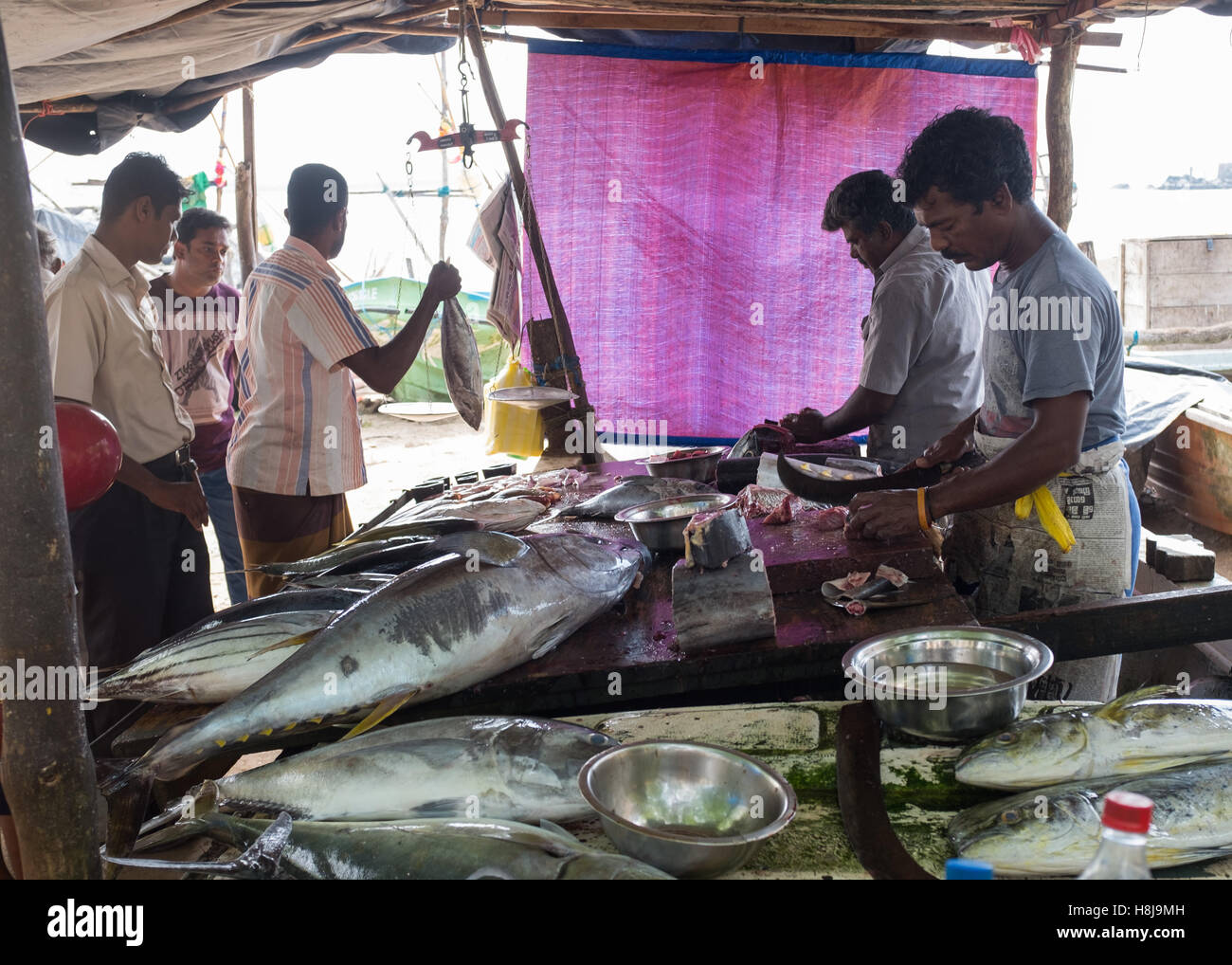 Fish market in Galle,Sri Lanka Stock Photo - Alamy