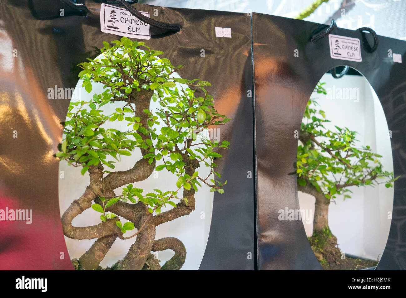 Chinese Elm Bonsai Tree in a box isolated Stock Photo - Alamy