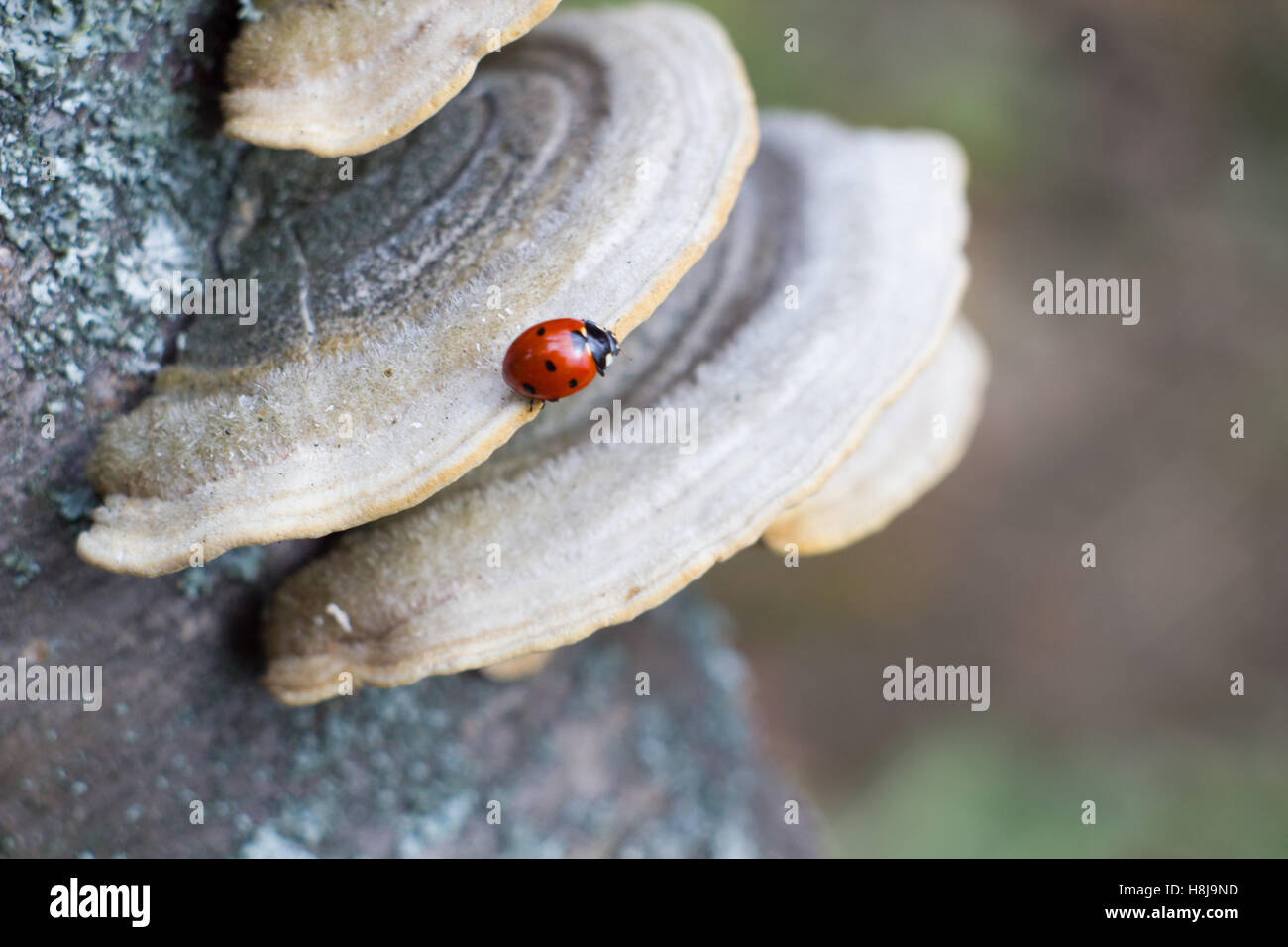 Ladybug insect hi-res stock photography and images - Alamy