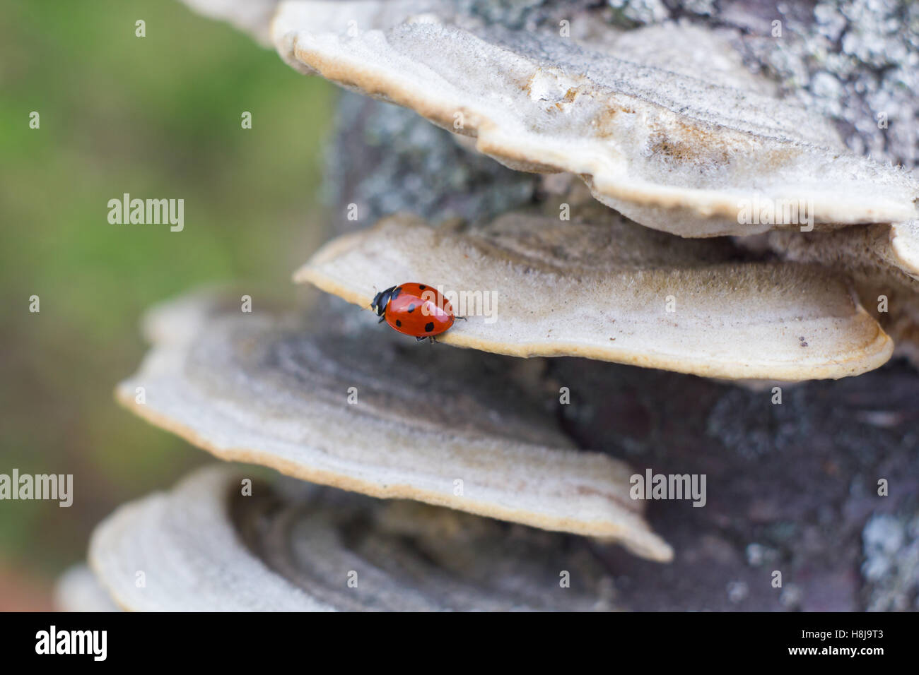 Ladybug insect hi-res stock photography and images - Alamy