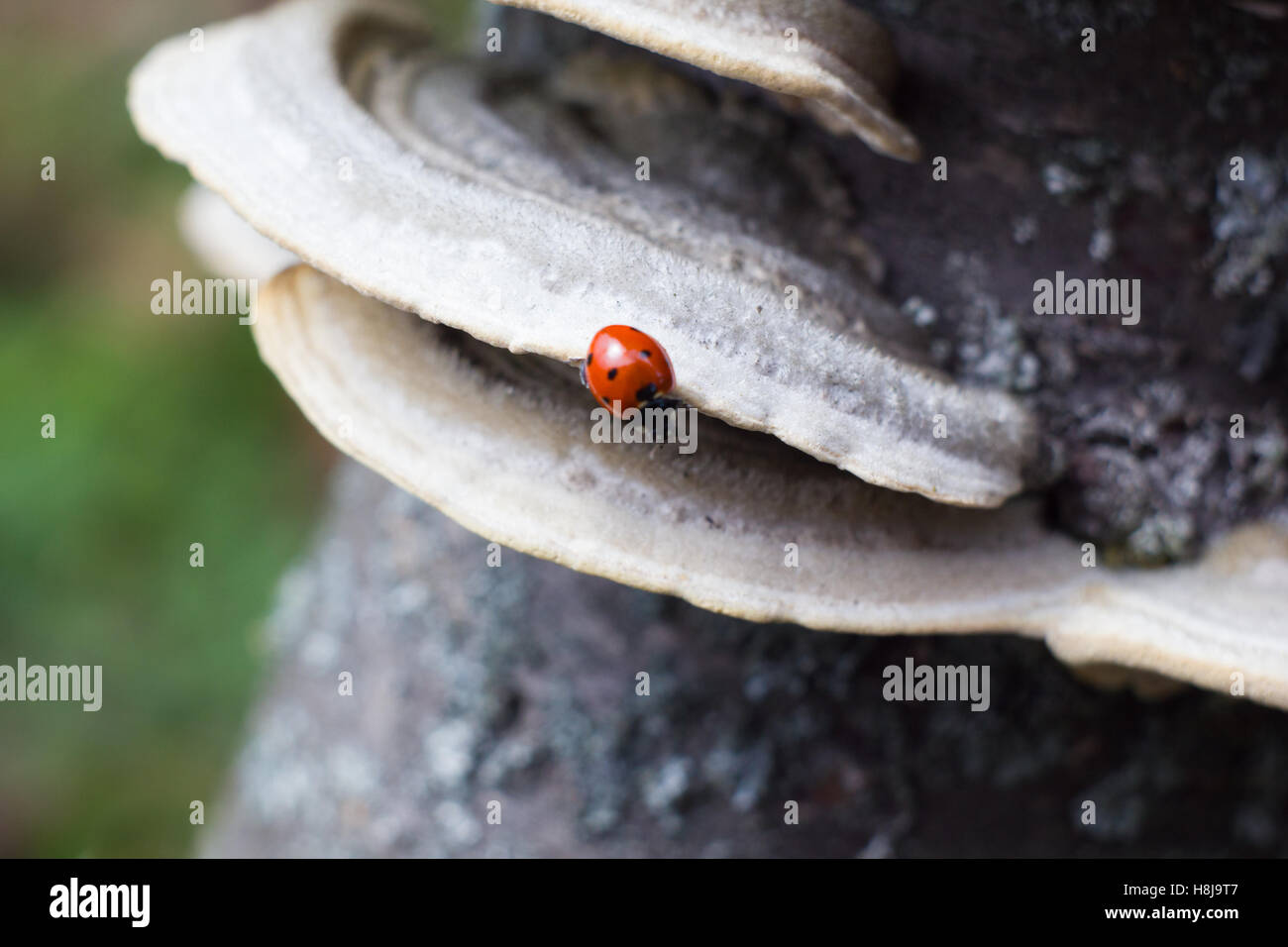 Ladybug insect hi-res stock photography and images - Alamy