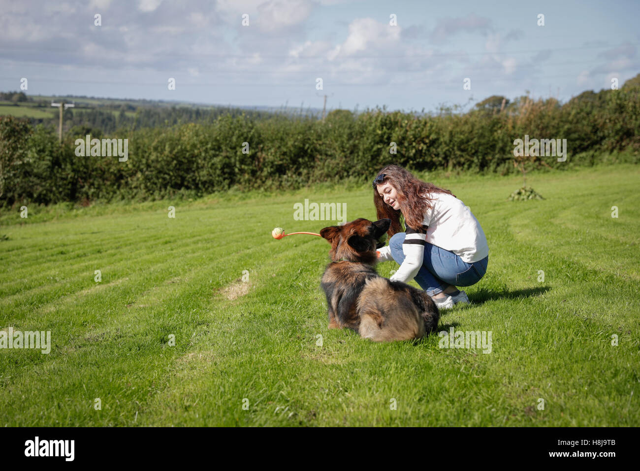 Dog performs a roll over trick to get his owner to throw the ball Stock ...