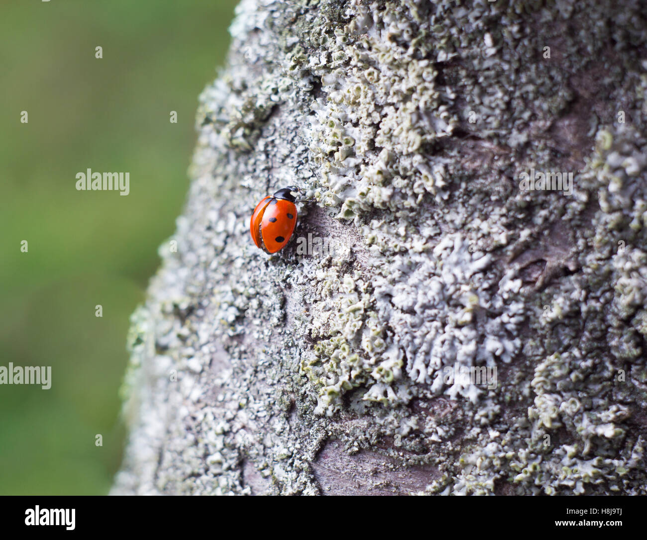 Ladybug insect hi-res stock photography and images - Alamy