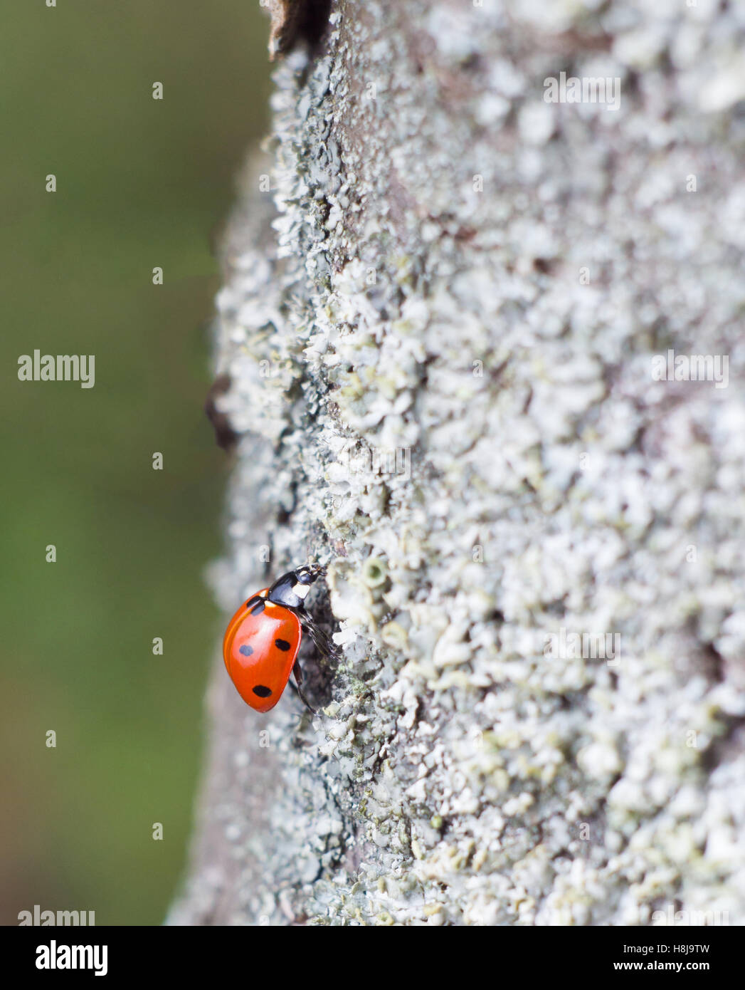 Ladybug insect hi-res stock photography and images - Alamy