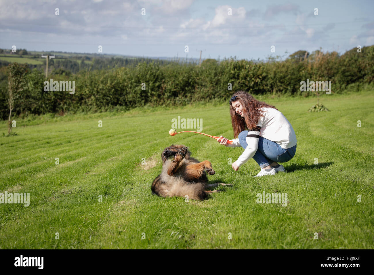 Dog performs a roll over trick to get his owner to throw the ball Stock ...