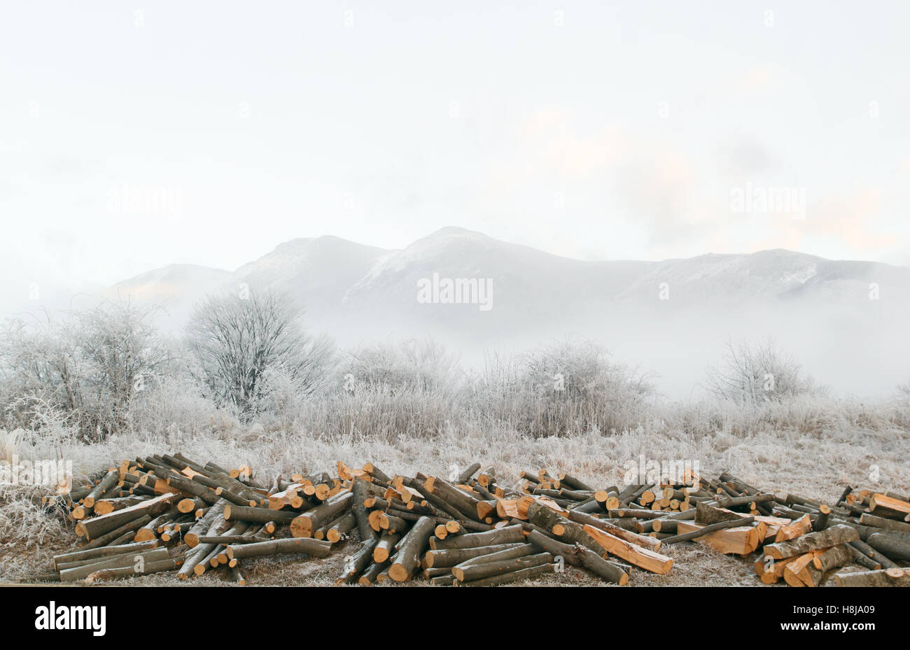 Winter landscape with mist and wood log Stock Photo - Alamy