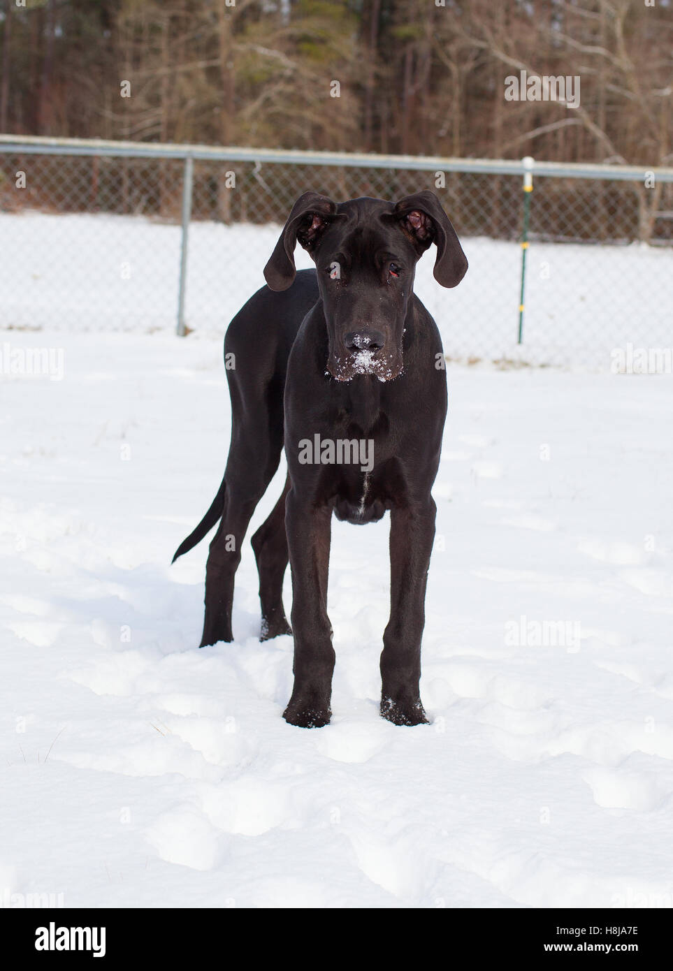 Black great Dane in the snow that is looking mean Stock Photo - Alamy