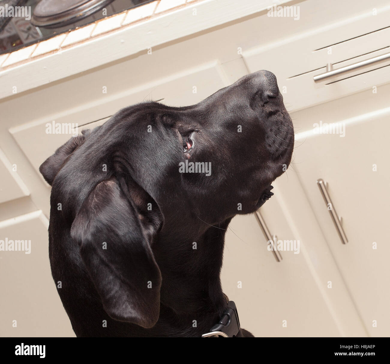 Great dane dog that is in the kitchen looking for food Stock Photo - Alamy