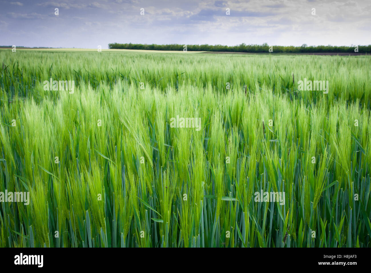 Green filed crops Stock Photo - Alamy
