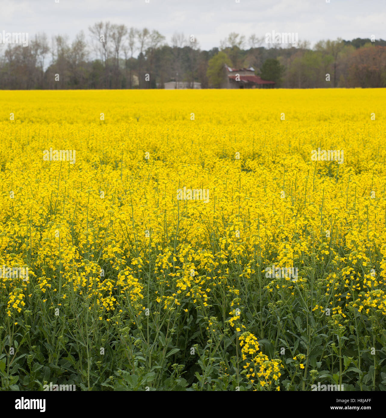 Big field of turnips in bloom during the spring in North Carolina Stock ...