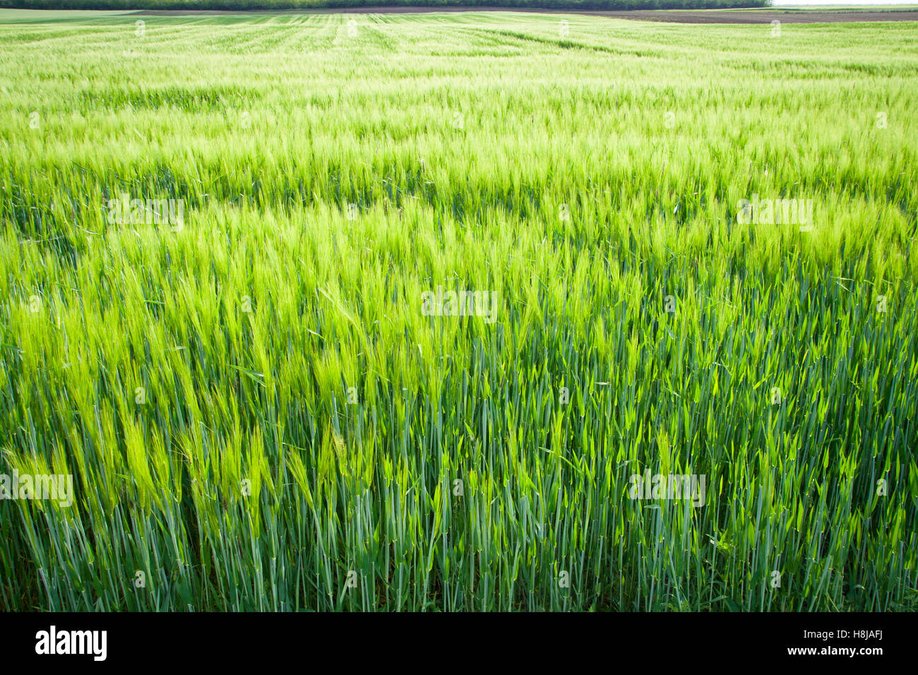 Green filed crops Stock Photo - Alamy