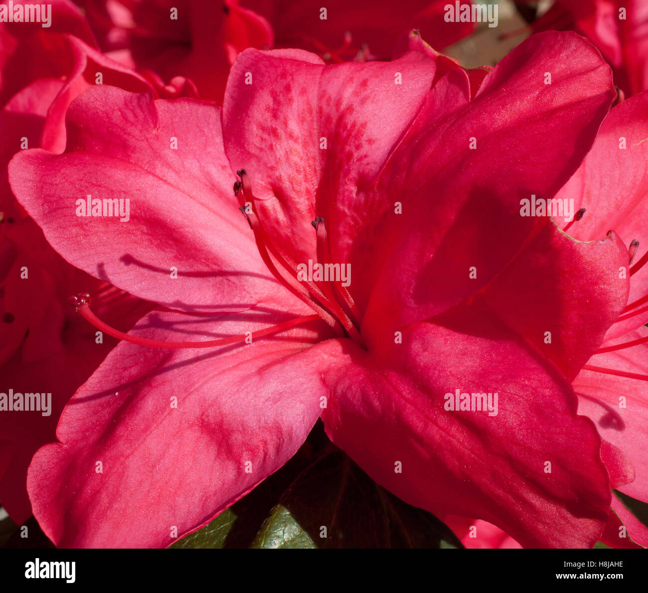 Closeup of a red azaela flower that is in full bloom Stock Photo - Alamy