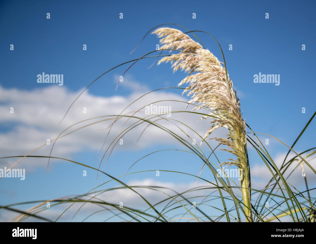 Pampass grass is a large grass common in gardens across Great Britain ...
