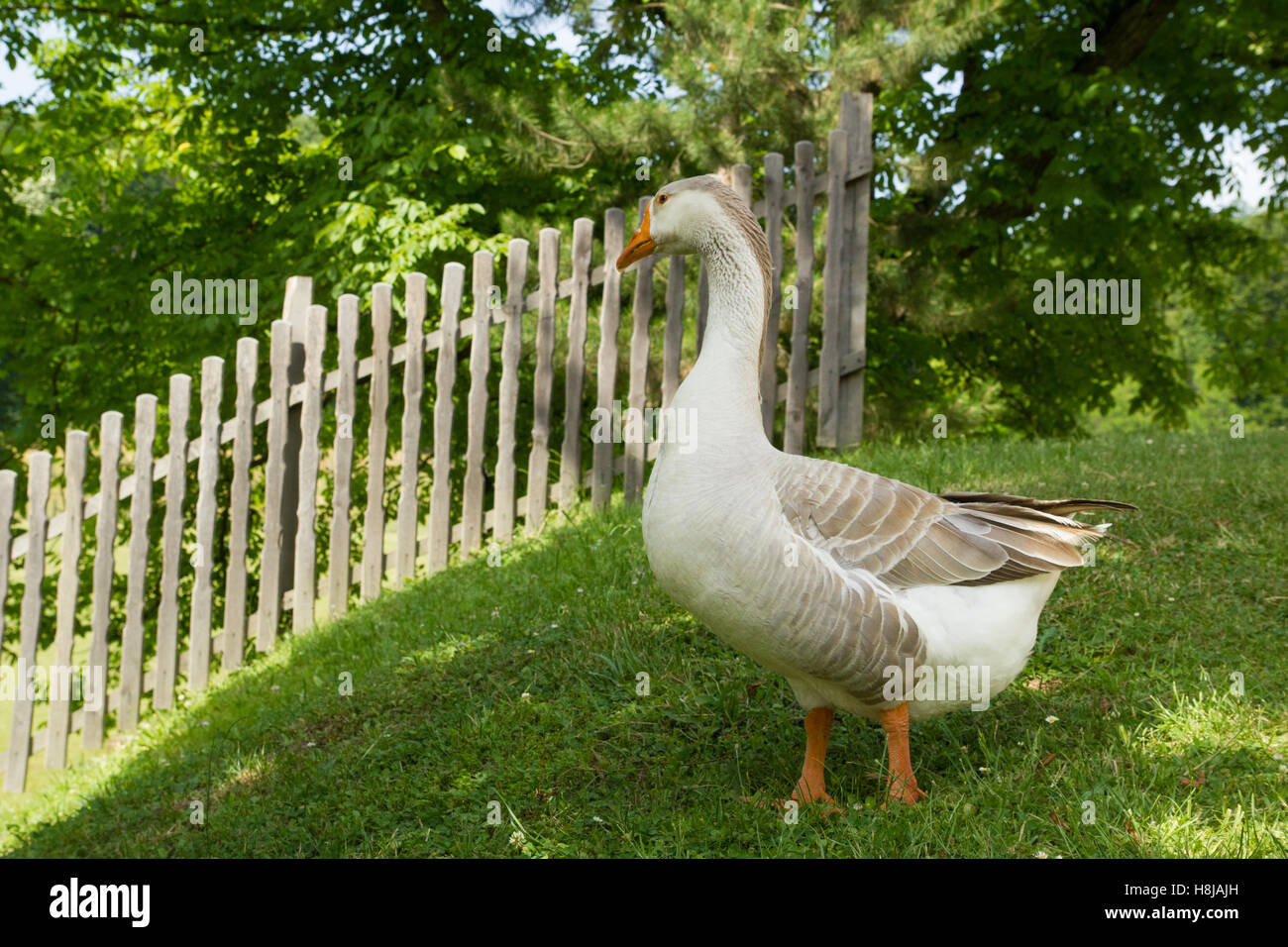 Single goose in countryside Stock Photo - Alamy