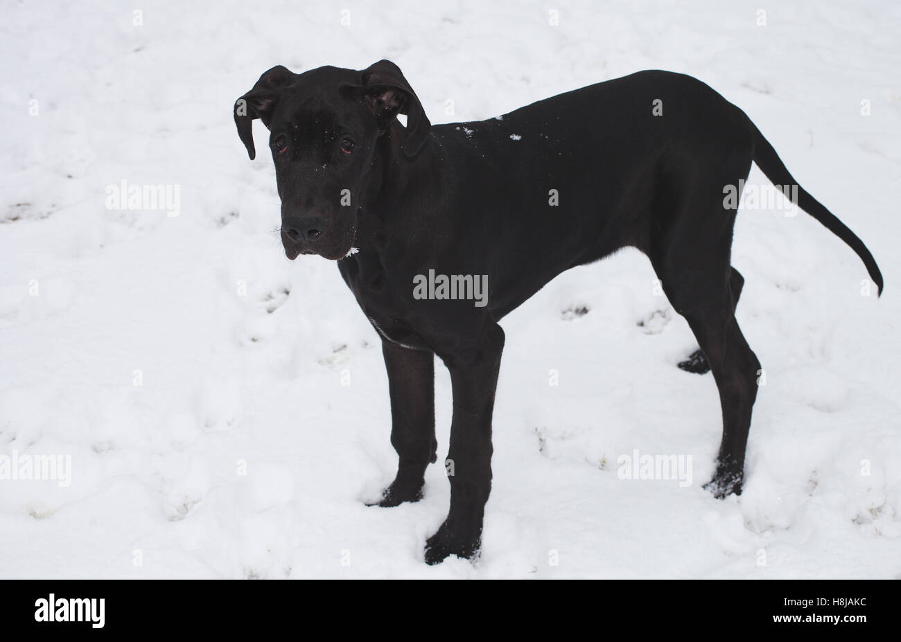 Young black great Dane dog standing in the snow Stock Photo - Alamy