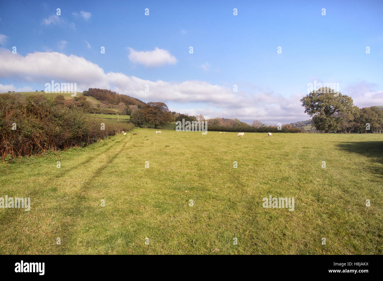 Rural British countryside, green rolling fields with sheep. Taken in ...