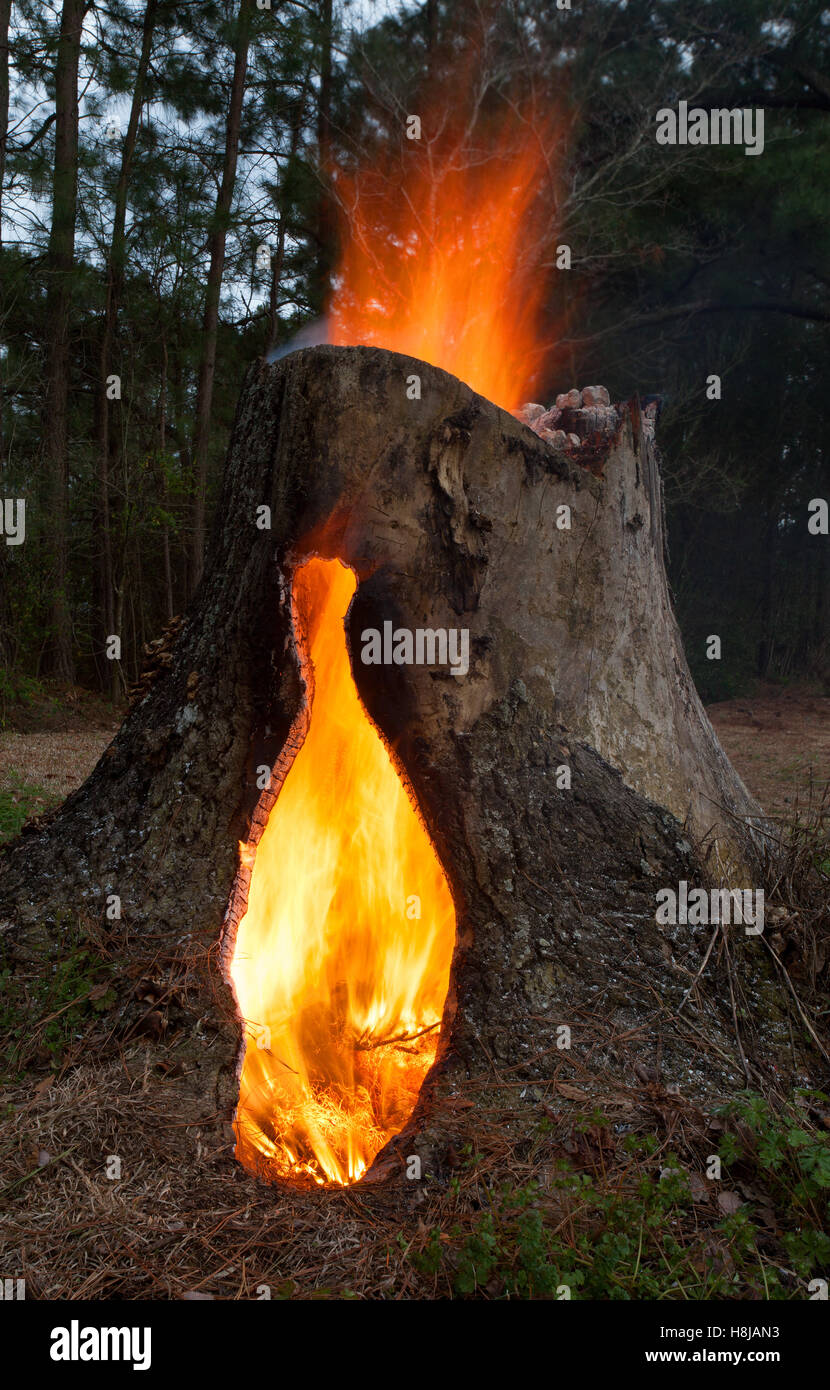 Hollow pine tree stump that has a fire in its middle Stock Photo - Alamy
