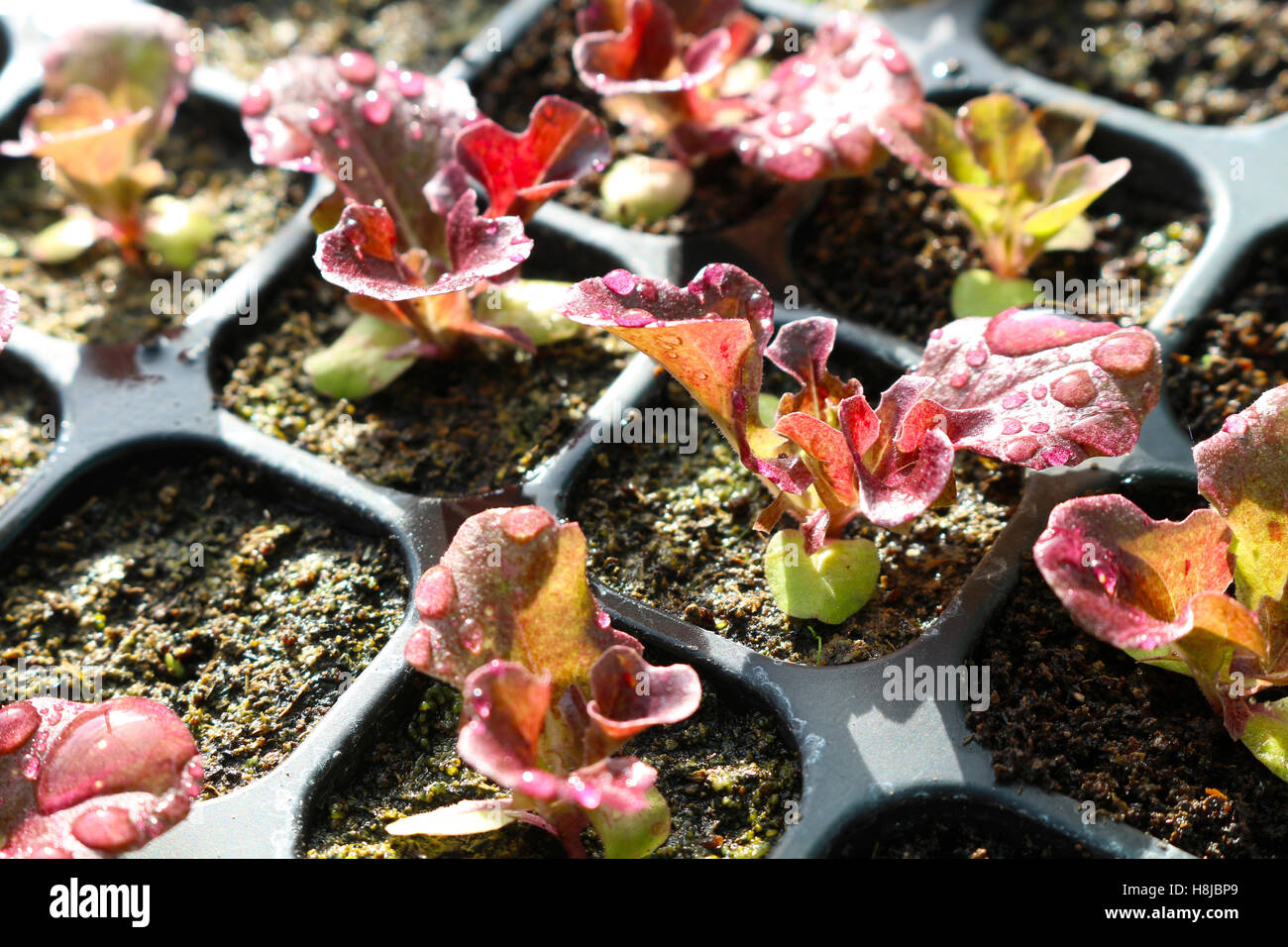red lettuce in seeding tray closeup Stock Photo - Alamy