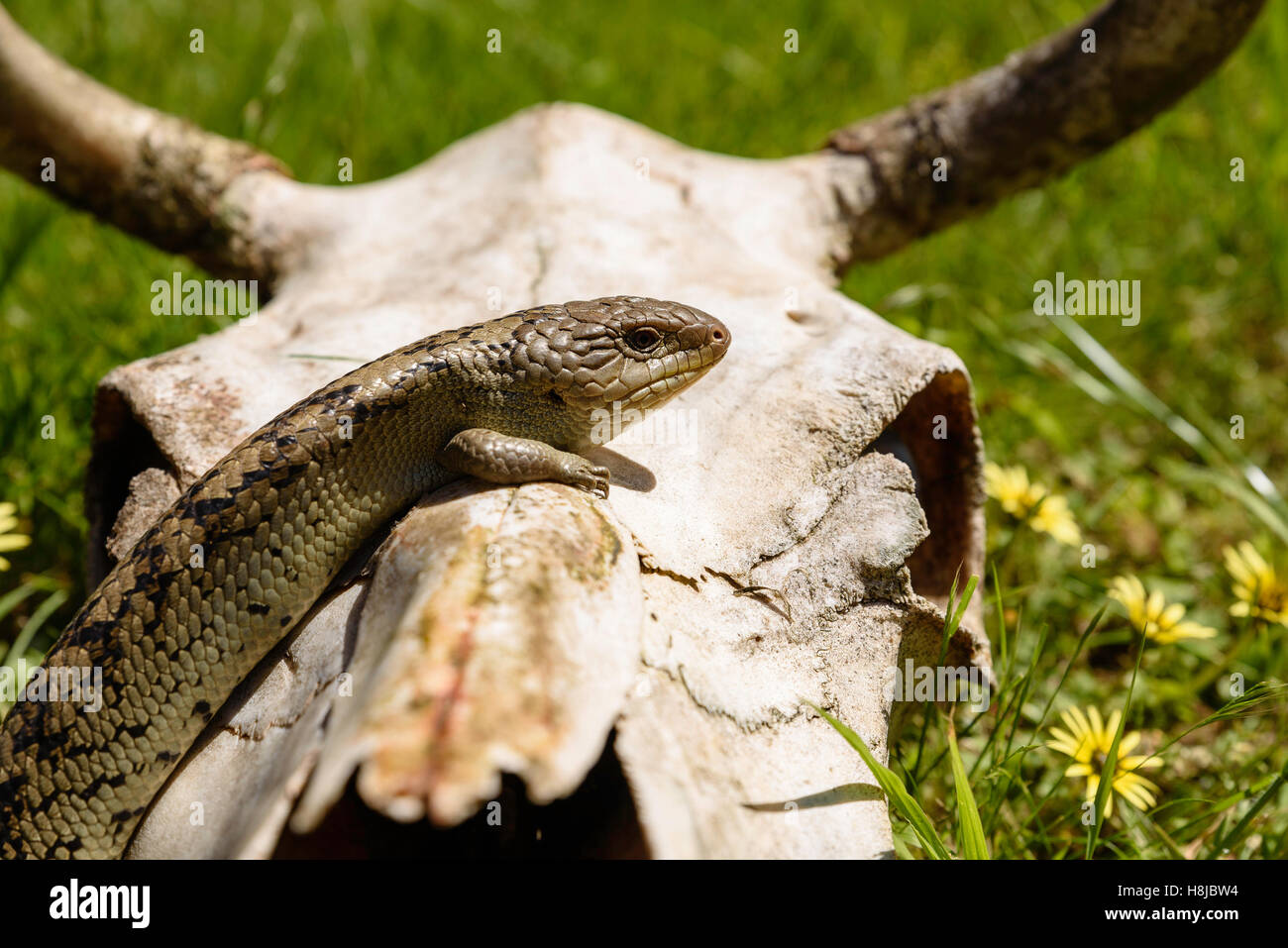 Blue tongue lizard on a cows skull hi-res stock photography and images ...