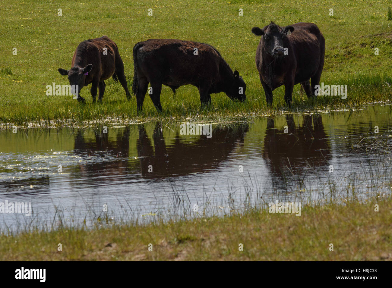 Cows by the dam Stock Photo - Alamy