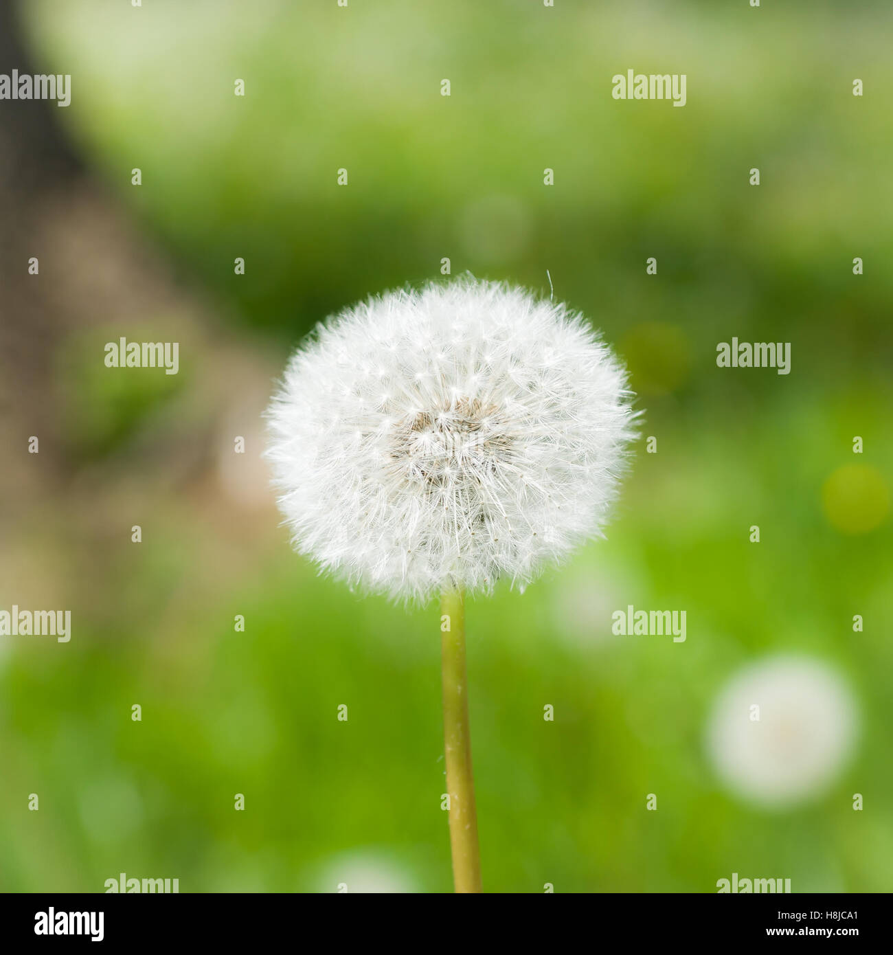 A macro shot of a dandelion puffball Stock Photo - Alamy