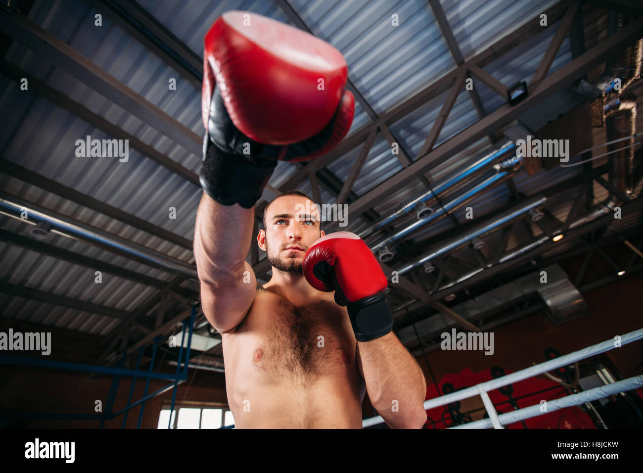 Boxer took the stand Stock Photo - Alamy