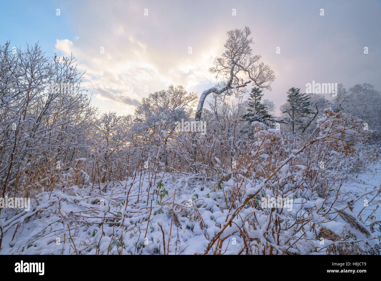 Forest in the snow, Sakhalin Island, Russia Stock Photo - Alamy