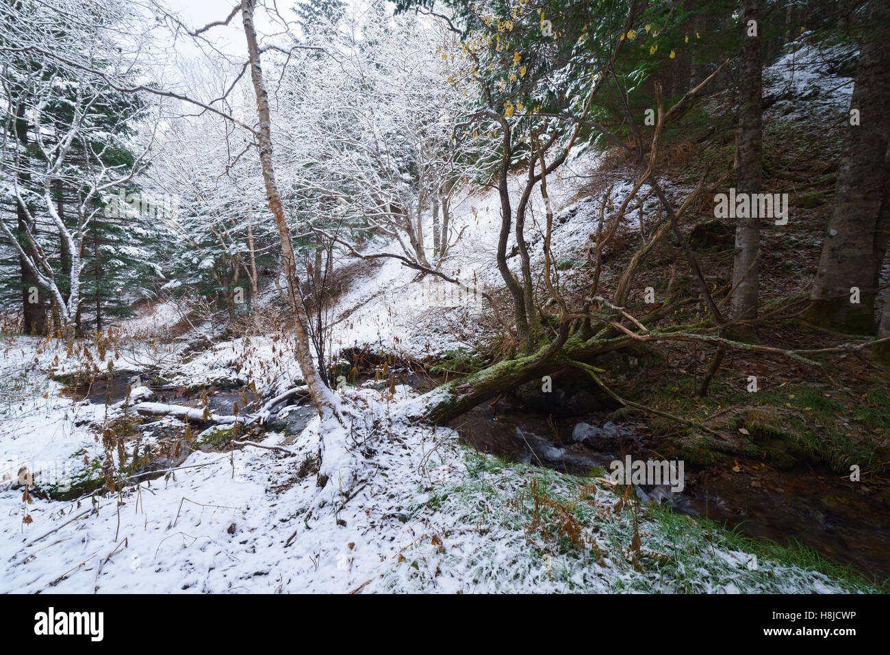 The battle between autumn and winter on the creek, Sakhalin Island ...