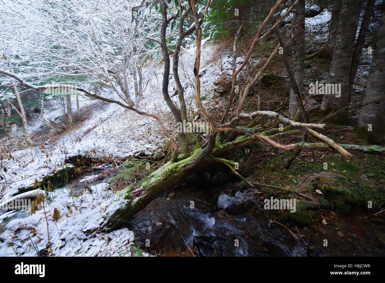 Battle of birch creek hi-res stock photography and images - Alamy